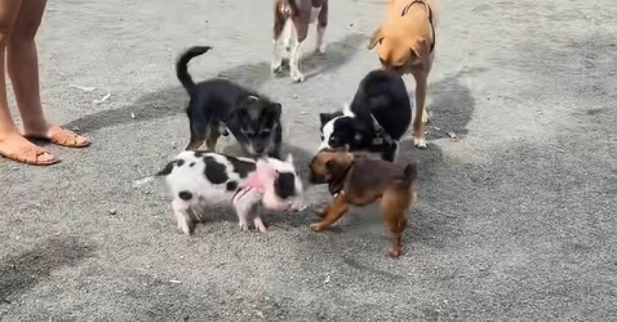 La visite inattendue d’un cochon dans un parc à chiens met les toutous ...