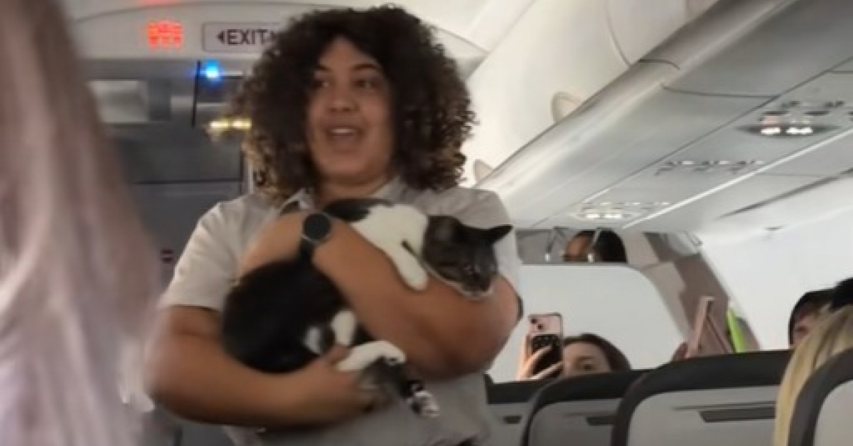 « À qui appartient ce chat ? », un chat solitaire se promène dans un ...