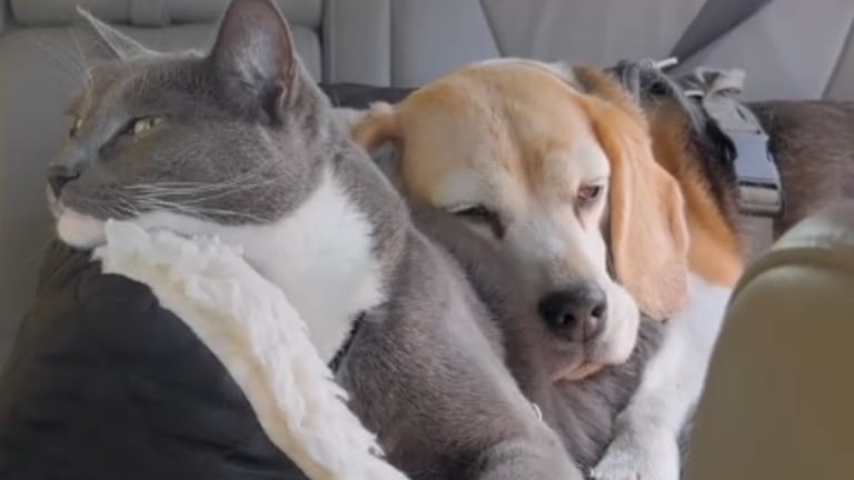 Cette chatte fait semblant de détester les câlins de son ami Beagle ...