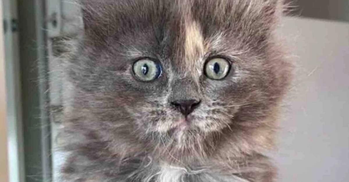 En allant rendre visite à celui qu’il pense être son futur chat, un ...
