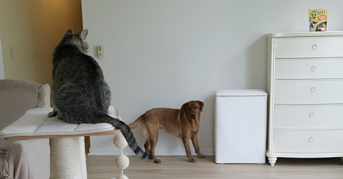 Très fusionnelles, cette chienne et sa soeur féline échafaudent un plan ...
