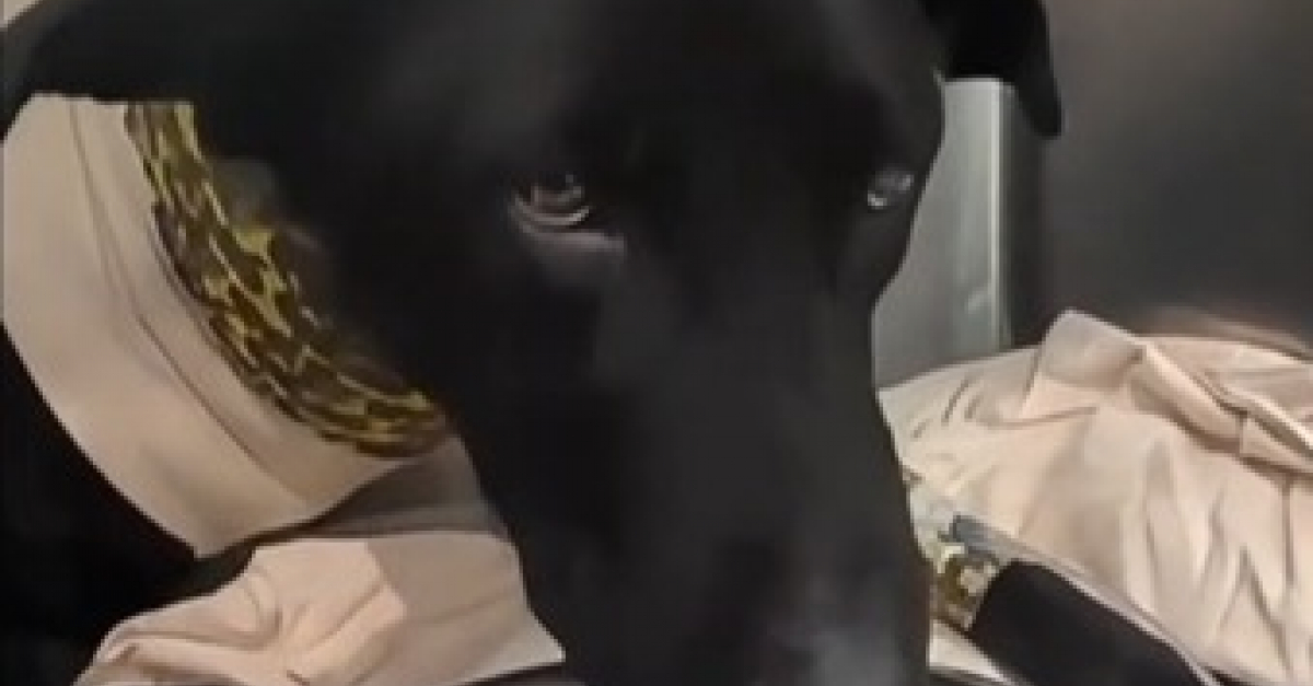 Grièvement blessé, ce chien a été sauvé in extremis par une équipe ...