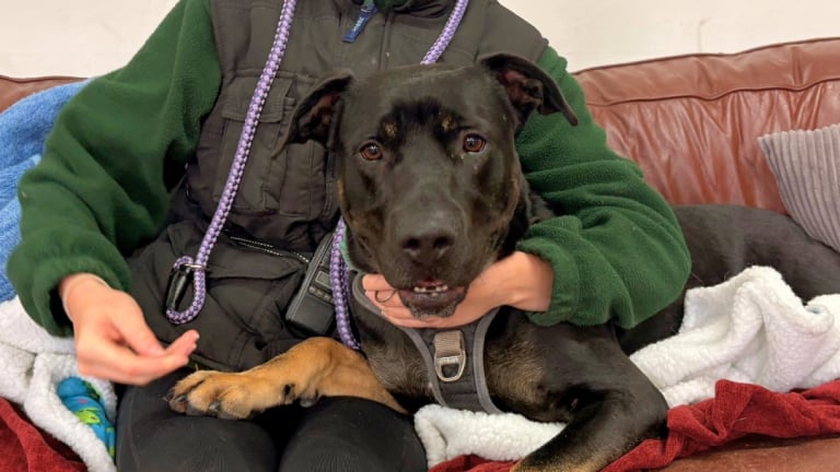 Le passé troublant d’un chien qui arrive au refuge blessé et couvert de ...