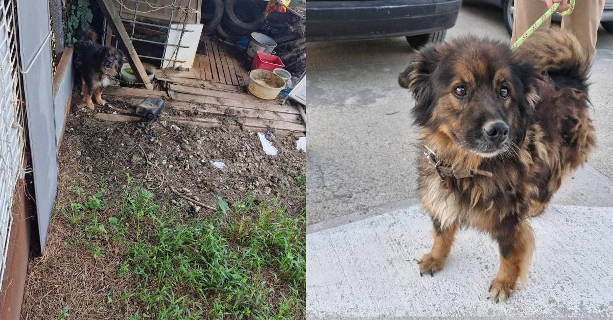 « Il était attaché à moins d’un mètre, dans ses excréments », le récit ...