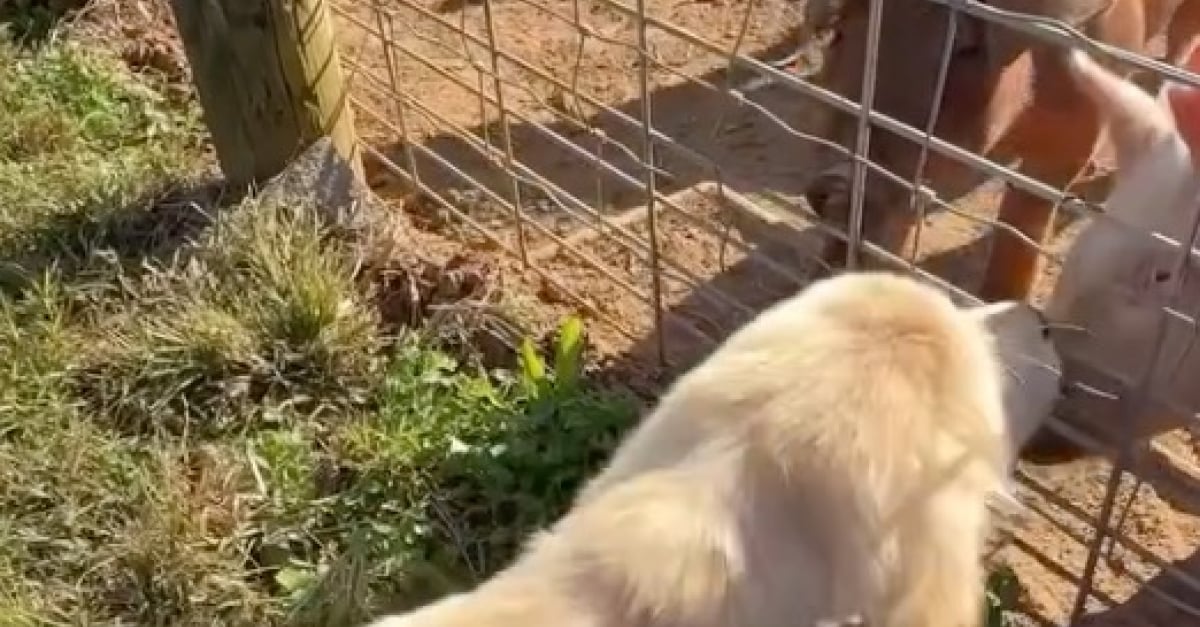 Un adorable chiot Golden Retriever passe de la peur à la joie en ...