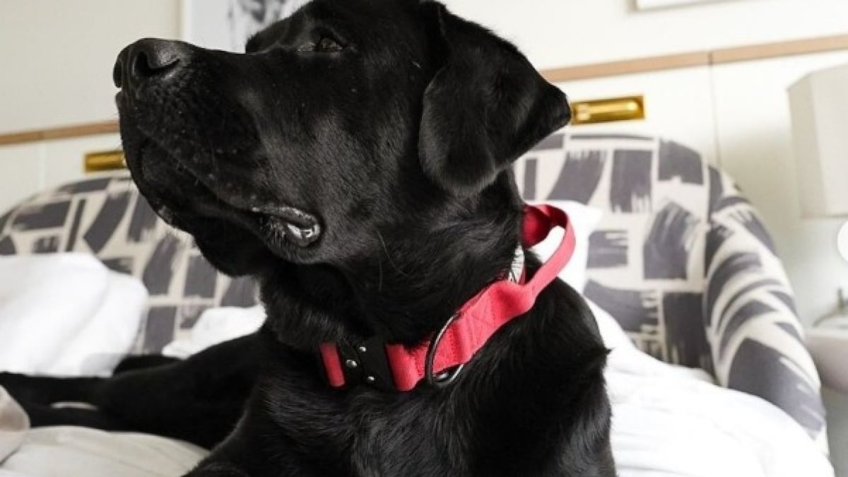 Cette chaîne hôtelière trouve une idée brillante pour calmer les chiens ...