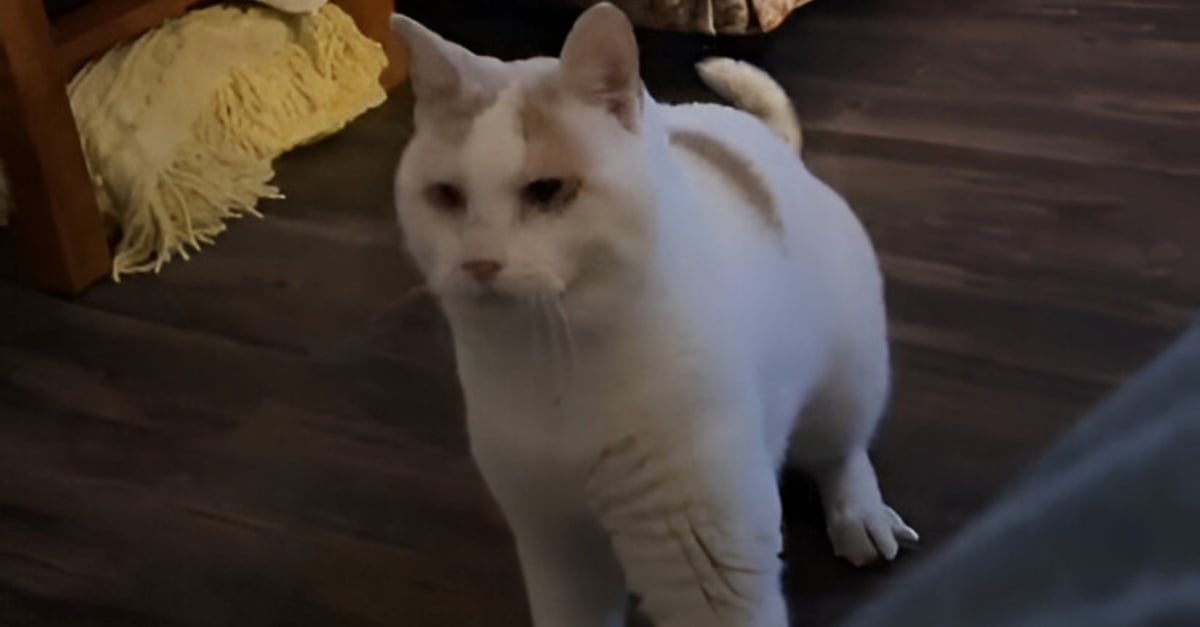Bien qu'aveugle, ce chat impressionne par son sens de l'orientation et ...