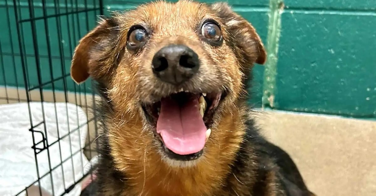 Surnommé le « loup-garou patate », ce chien possède une habitude ...