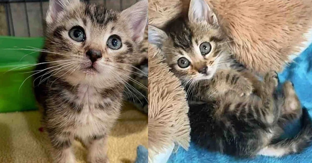 Minuscule et tenant dans le creux de la main, ce chaton lance un regard ...