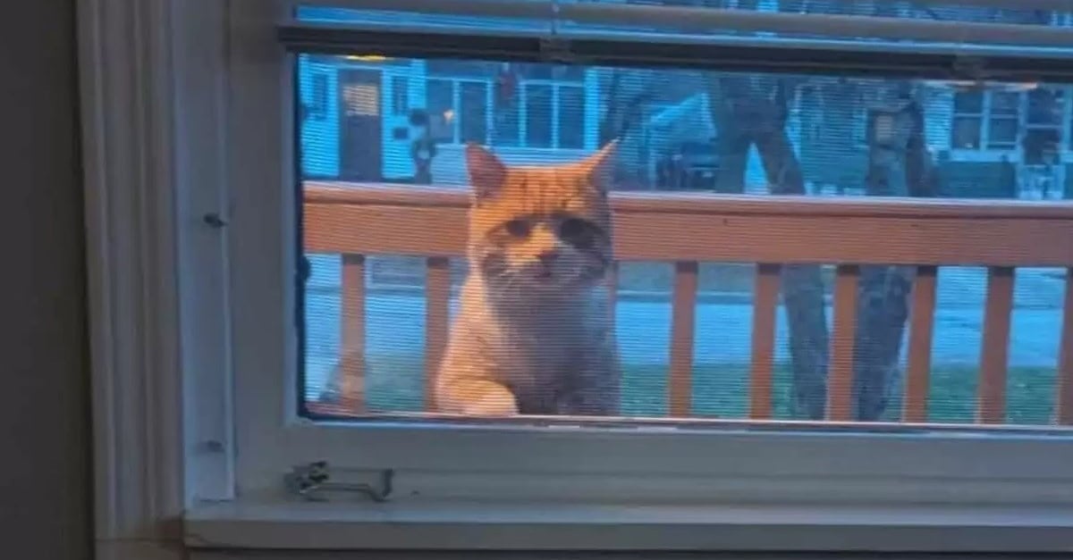 Inquiet pour l’avenir d’un chat errant, ce couple décide de lui ...