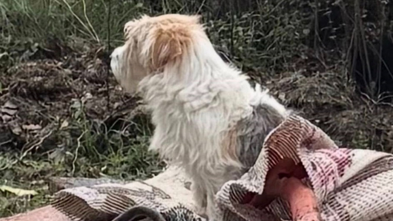La découverte d'un chien abandonné parmi des déchets choque forces de l ...