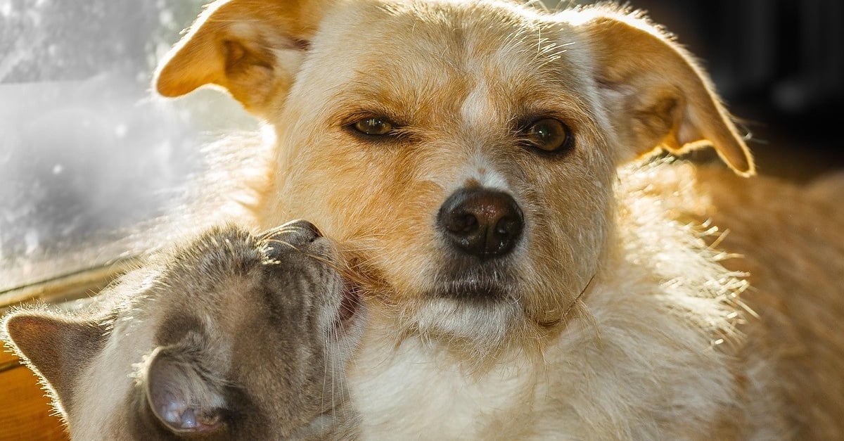 Les aboiements d’un chien enfermé dans l'appartement de ses maîtres ...