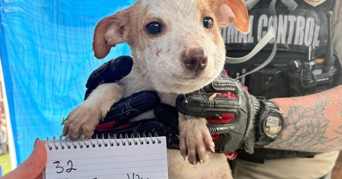 Un refuge qui cherchait des familles pour 33 chiens maltraités fait une ...