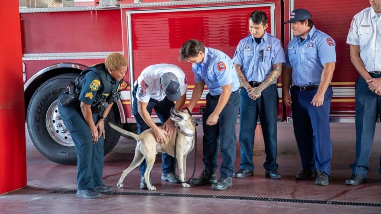 « Vous lui avez sauvé la vie », un chien retourne voir les pompiers qui ...