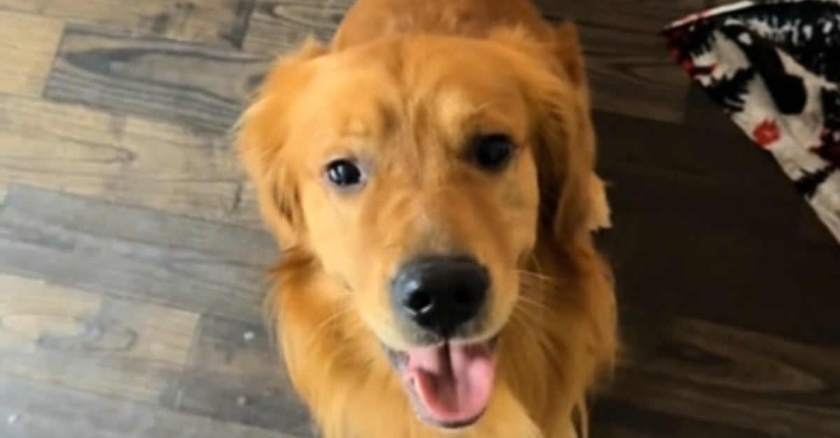 Un Golden Retriever déborde de joie lorsqu'il comprend que sa peluche ...