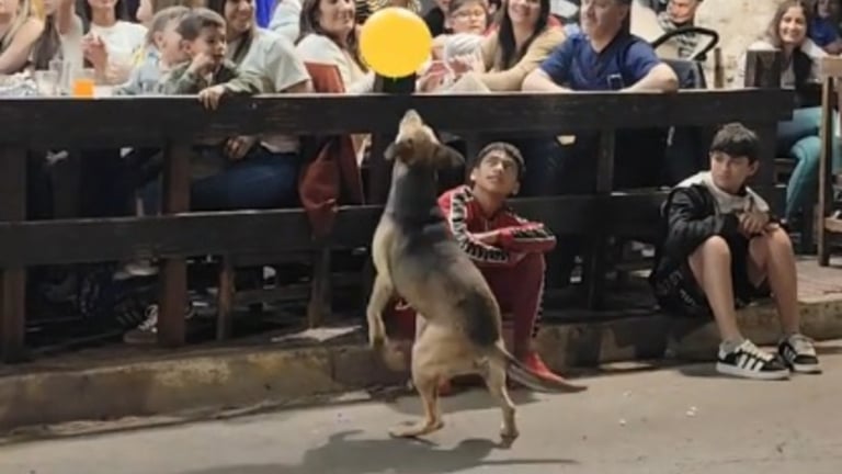 Un chien errant devient la star d'une parade en jouant avec un ballon ...