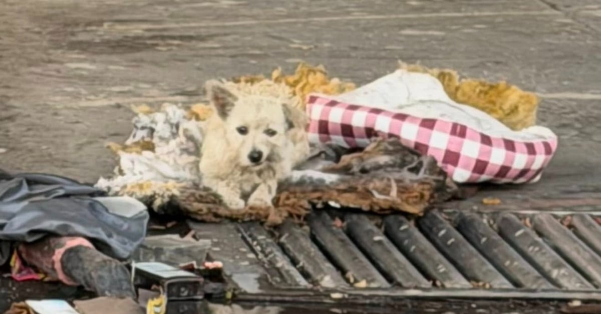 « C’était le seul “chez-soi” qu’il ait jamais connu », un chien errant ...