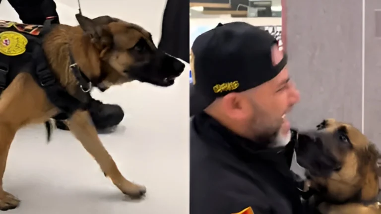 En pleine patrouille, ce chien met son travail entre parenthèses en ...