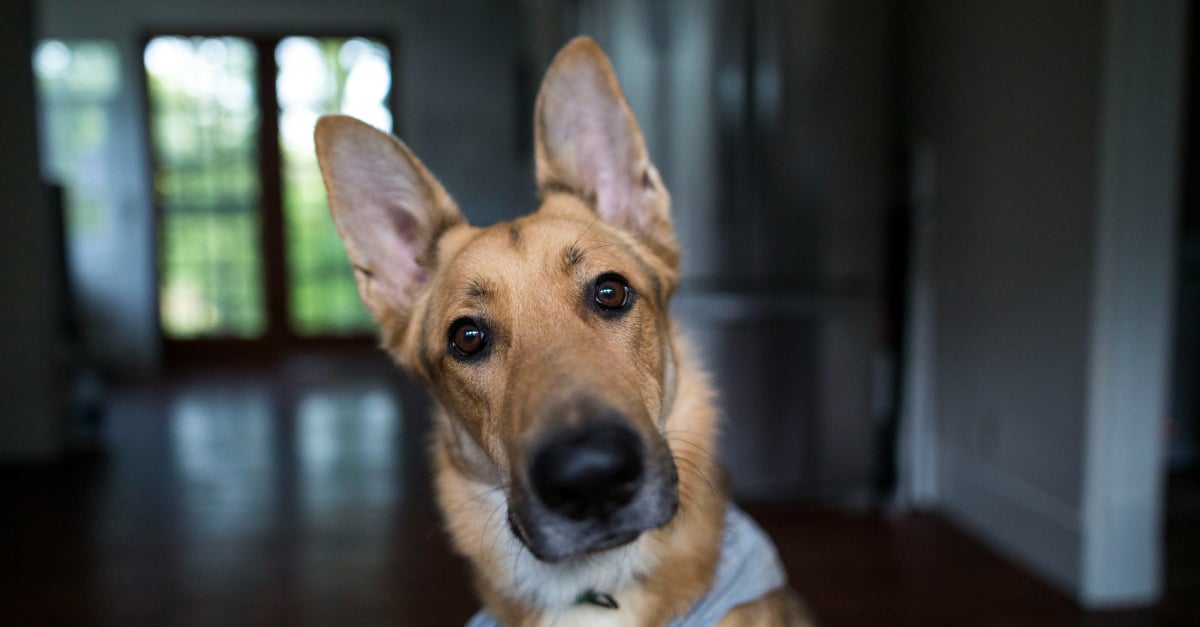 11 conseils pour prendre soin des oreilles de votre chien