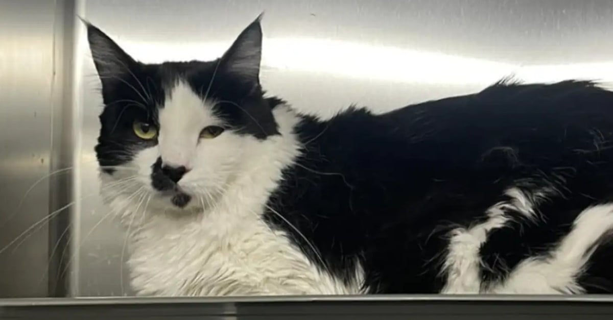 Une chatte abandonnée dans un carton en plein milieu d'un champ aride ...