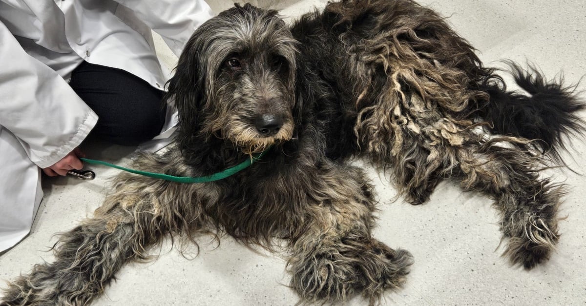 Ignoré pendant des années, ce chien errant avec de nombreux problèmes ...