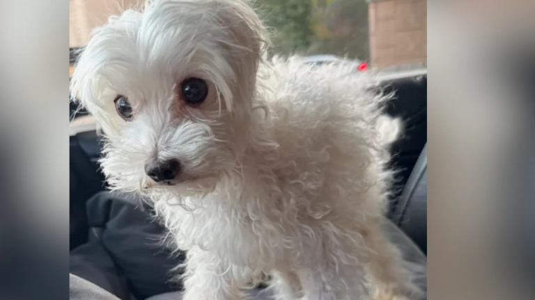 Une conversation entendue par hasard au refuge sauve un chien âgé et ...