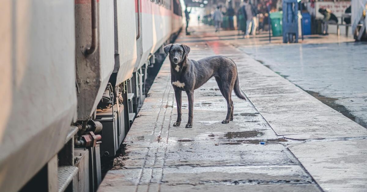 Découvrant un chien qui voyage seul dans le train, un passager s ...