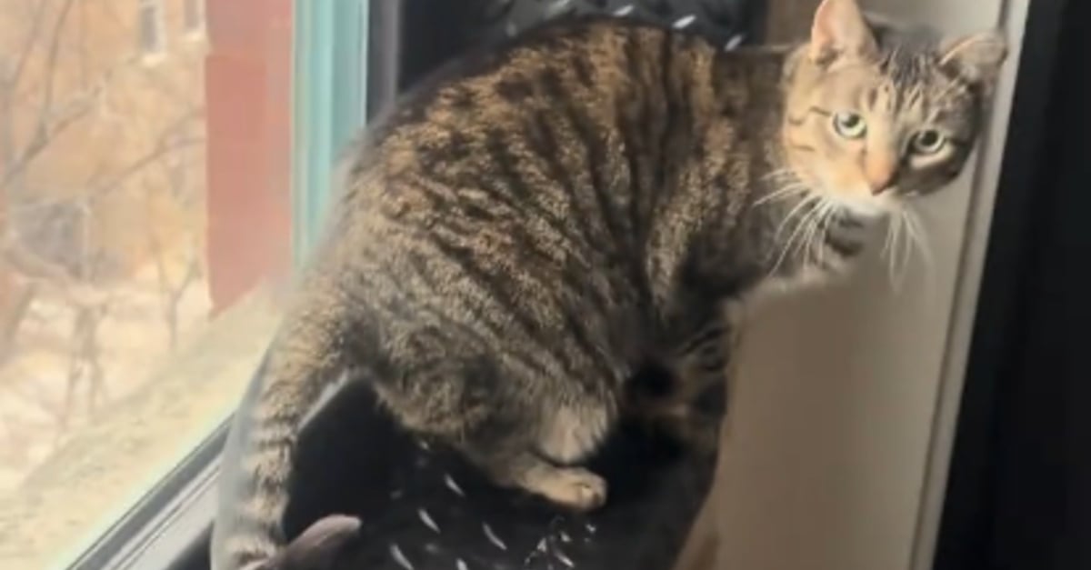 Cette chatte qui boite semble blessée à la patte mais n'est en fait qu ...