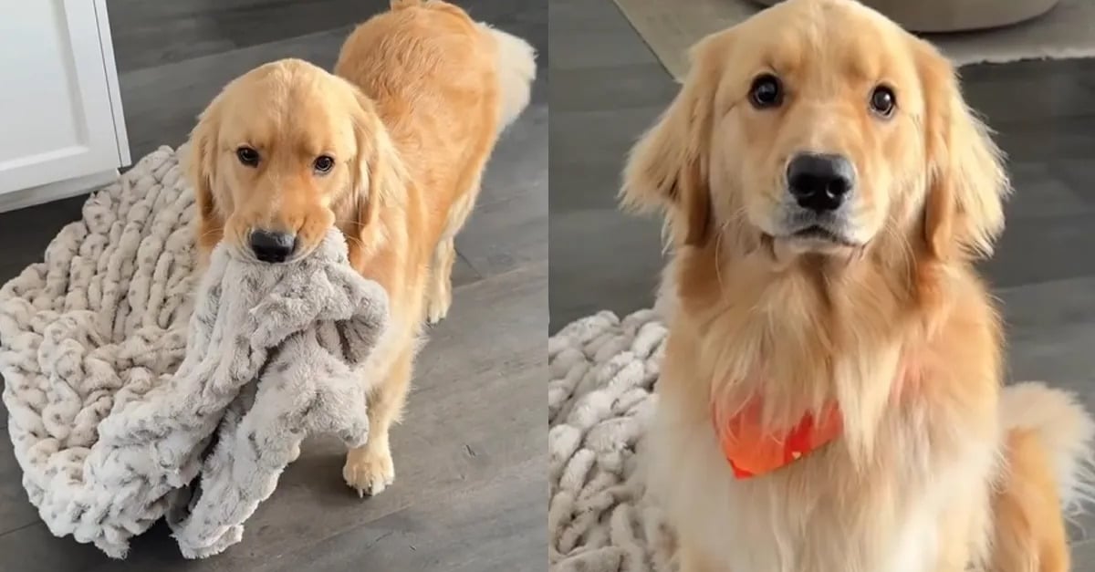 « C'est un vrai gentleman », ce petit Golden Retriever sait demander ...