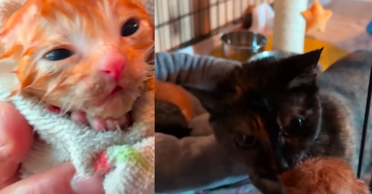 Des miaulements désespérés les mènent à 3 chatons nouveau-nés trempés ...