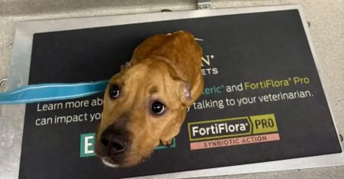 « Il ne pesait que 9,5 kg », ce chien errant sauvé entame une ...