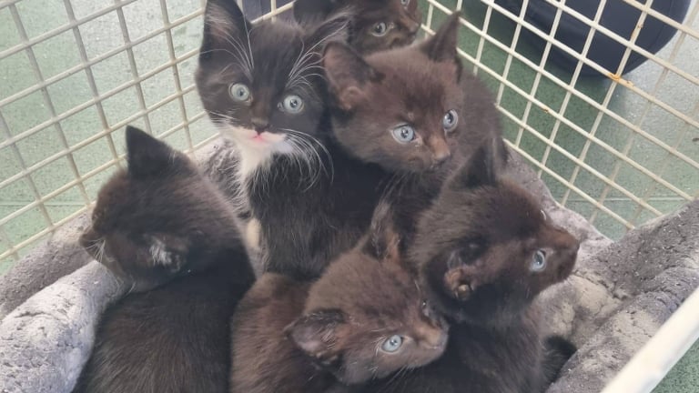 Abandonnés le jour de Noël dans une boîte de nourriture pour chats, des ...