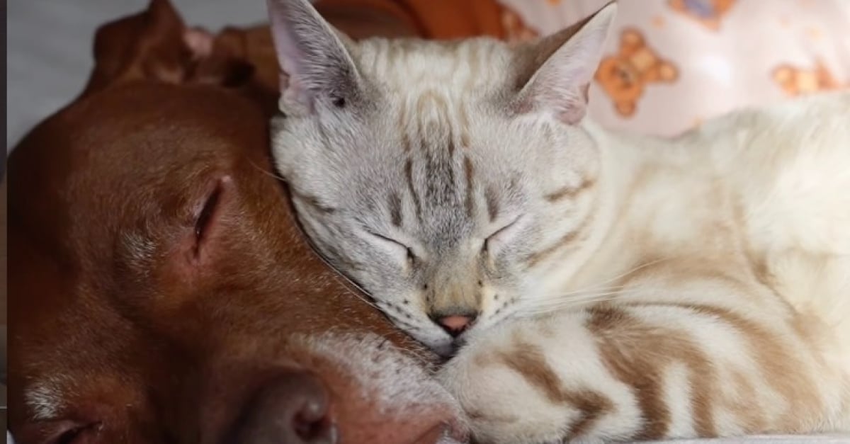 Un chien souffrant de maux de ventre laisse son frère chat se blottir ...