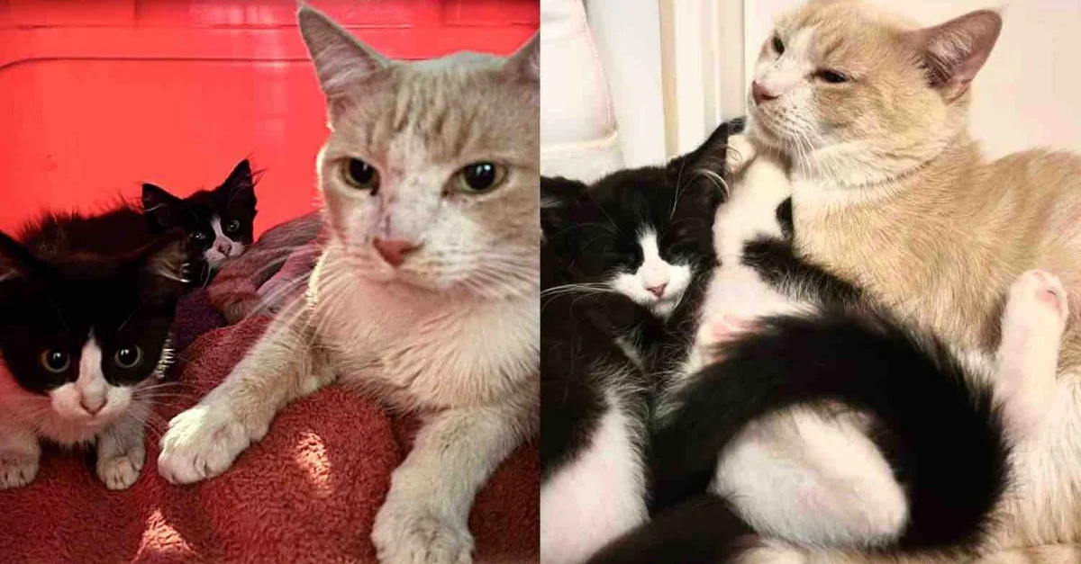 Après avoir recueilli des chatons et un chat, ces bienfaiteurs s ...