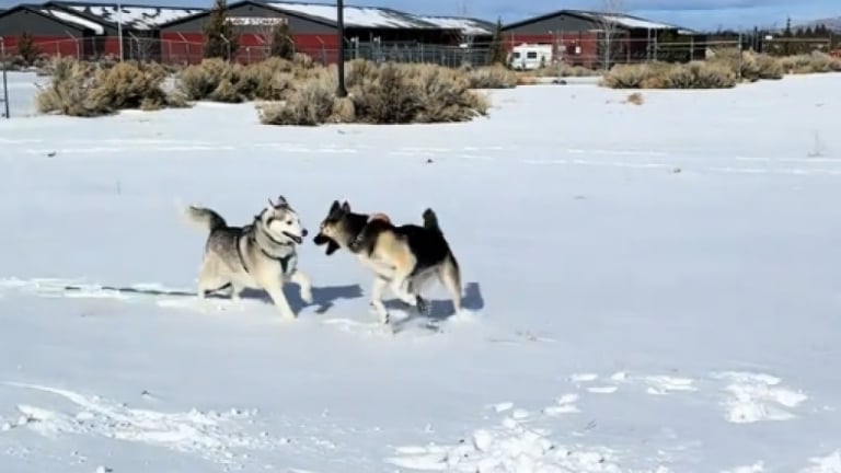 « Je n'en croyais pas mes yeux », ce Husky qui réagissait mal aux ...
