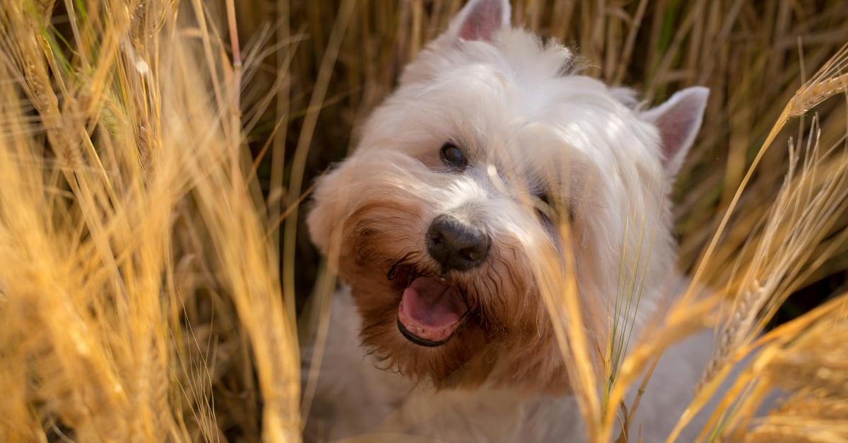 8 races de chiens de petite taille qui savent donner de la voix