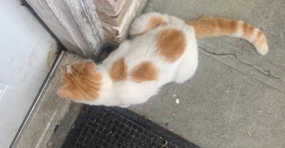 Incapable de survivre dehors ce chat roux suit les passants jusqu'à ...