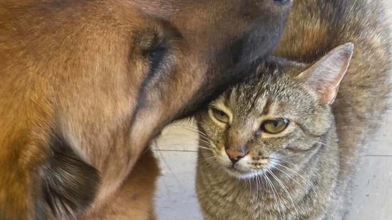 Une chatte résidente d'un refuge est utilisée par les bénévoles pour ...
