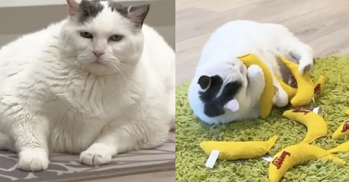 Atteinte d'obésité morbide une chatte perd 3 kilos grâce à des jouets ...