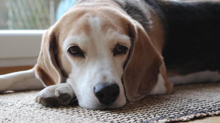 Beagle sauvée d'un laboratoire, elle devient chienne d’accompagnement ...