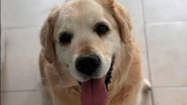 Depuis le décès de son propriétaire, ce Golden Retriever de 13 ans ...