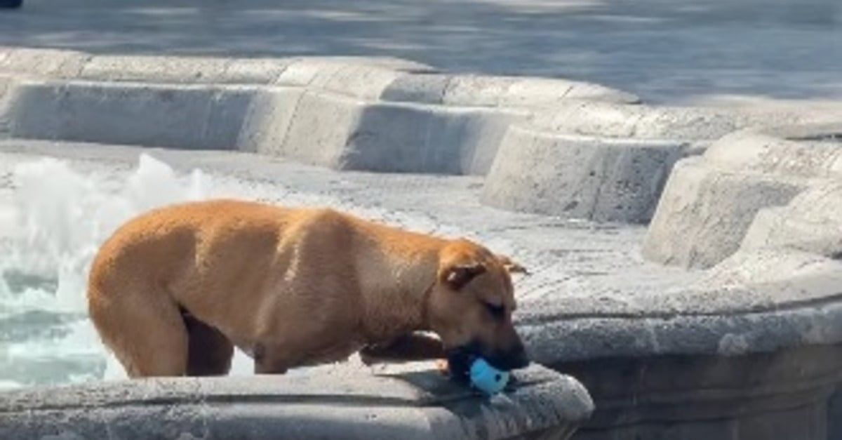Un chien errant joue dans une fontaine et persuade les passants de lui ...