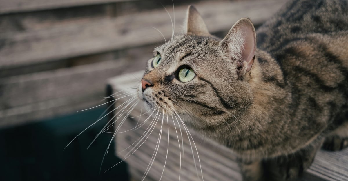 « Cat Dahmer, le fishnapper », son chat lui rapporte un poisson vivant ...