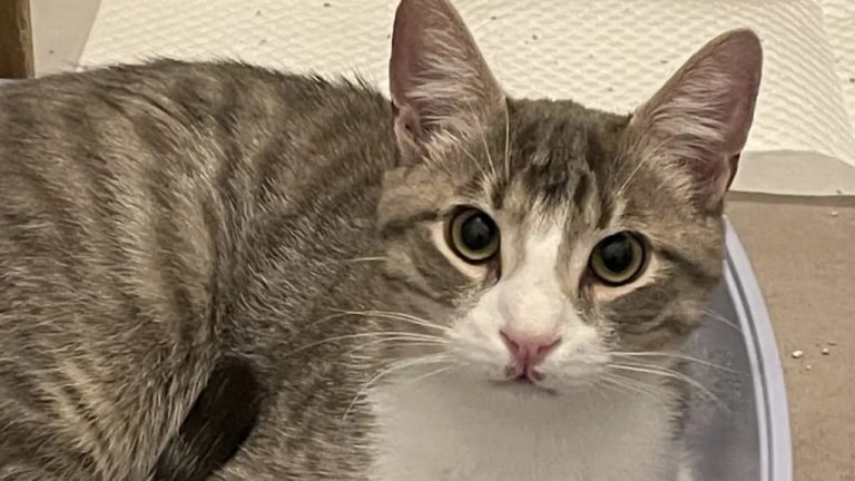 Un jeune chat jeté vivant dans une poubelle à Tours sauvé in extremis ...