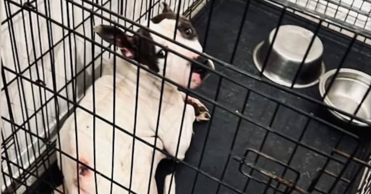 Enfermé dans une cage étroite à Hénin-Beaumont (62) et laissé sans soin ...
