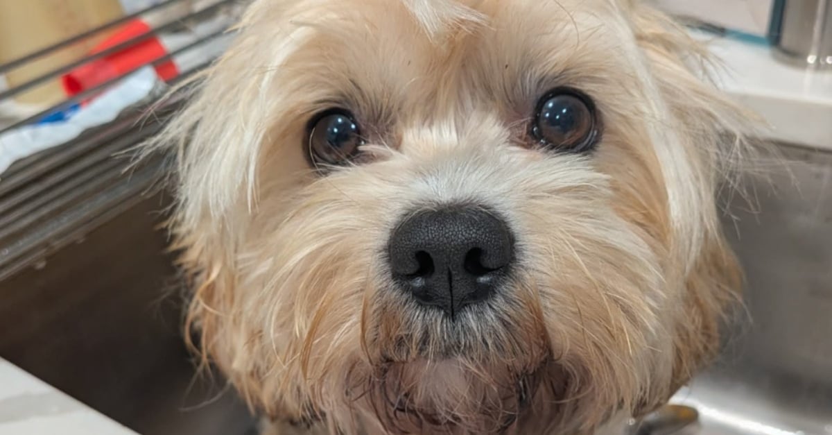 Un chien paralysé dont la « queue remue sans arrêt » retrouve l'espoir ...
