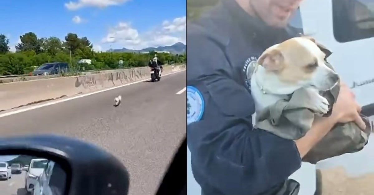 En deuil depuis la disparition de sa mère, une chienne fugue et se ...