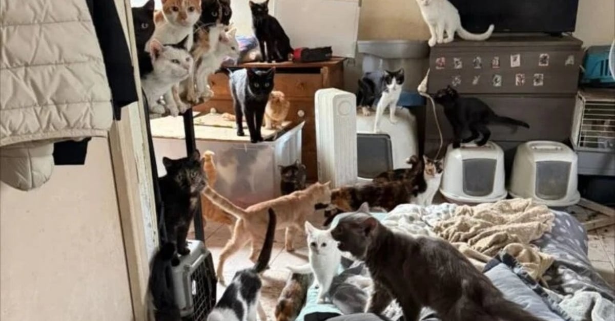 La chute de plusieurs chats depuis le 2e étage mène au sauvetage d'une ...