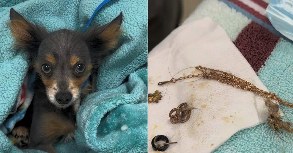 Des vétérinaires opèrent en urgence un petit chien errant et extraient ...