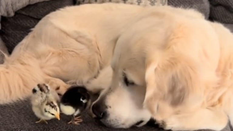 Ce Golden Retriever impatient de rencontrer « ses » poussins ne peut ...